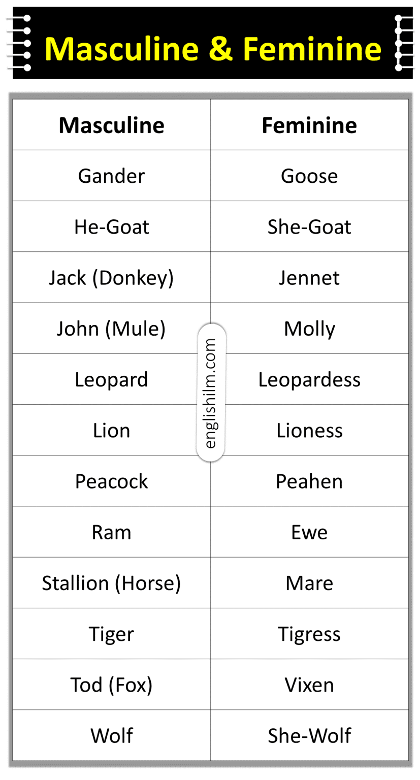 Masculine and Feminine | 100 Examples of Gender of Nouns