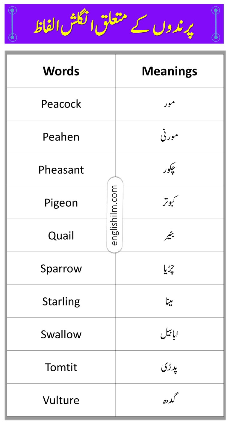 Birds Names List In English With Urdu Meanings • Englishilm