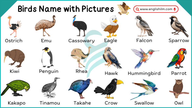 Bird Names with Pictures | List of Birds and Types of Birds
