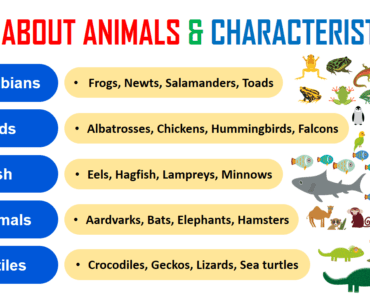 1000+ IELTS Vocabulary Words With Synonyms In English | PDF