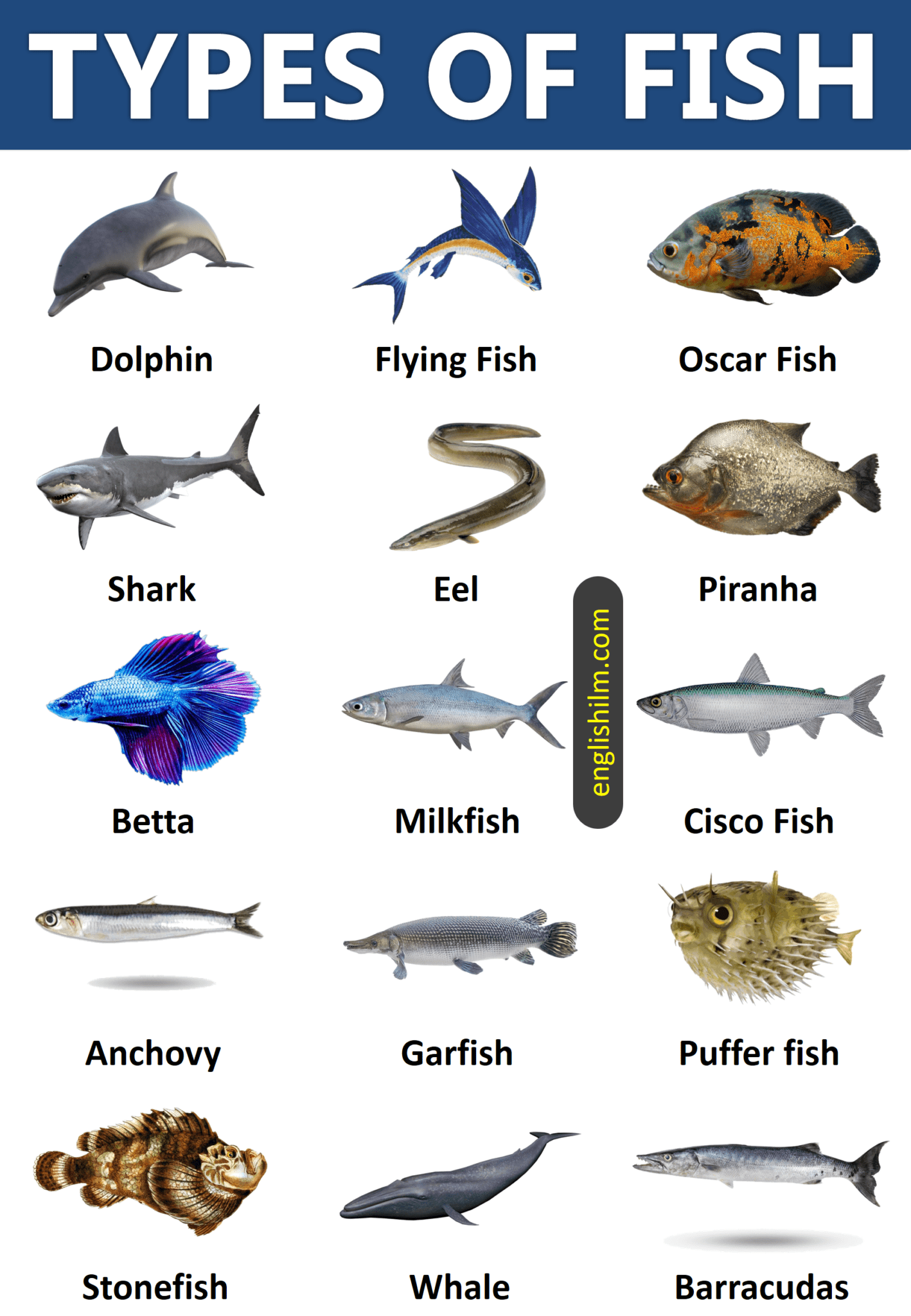Types of Fish from All Around the World | 45 Types of Fish