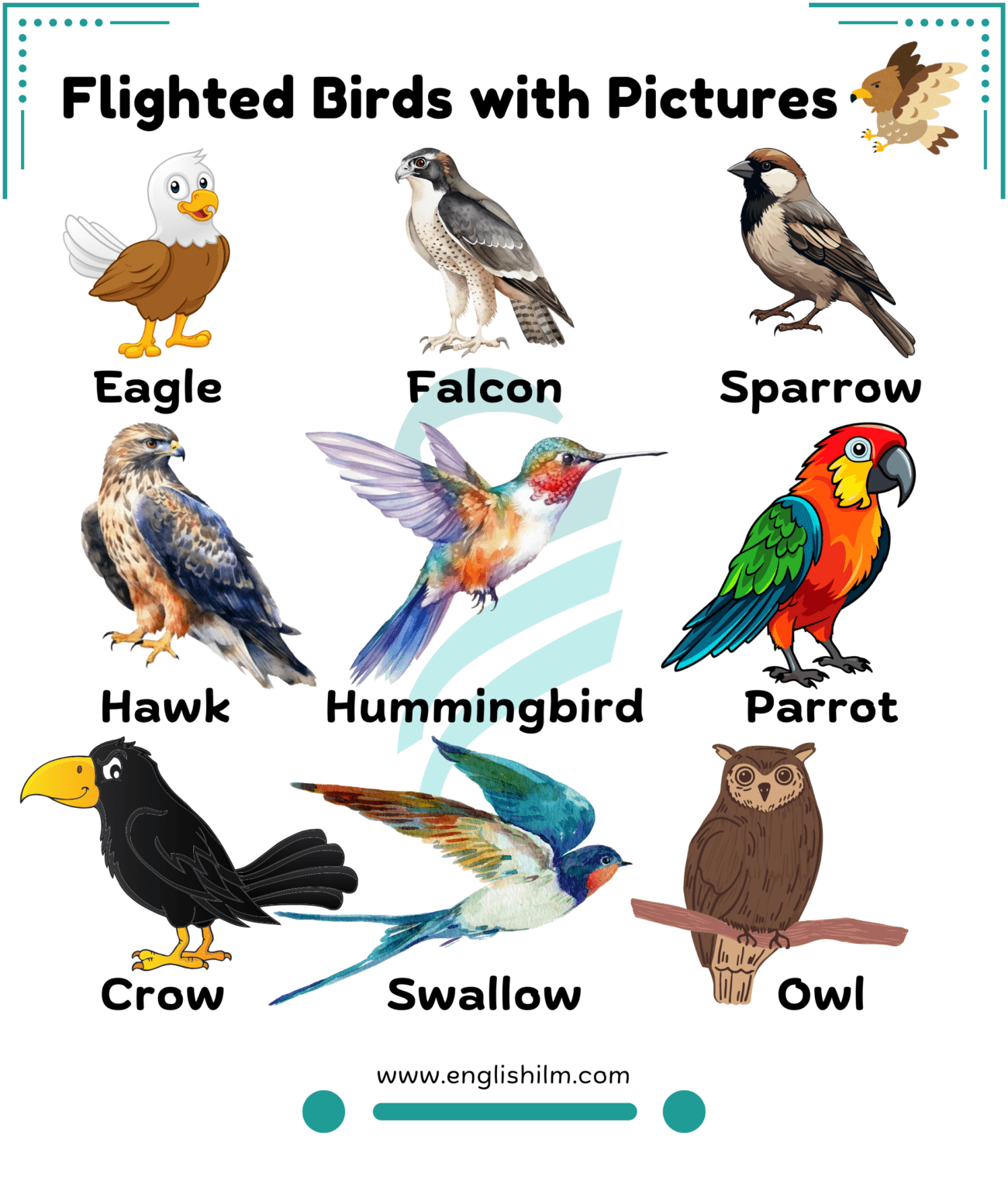 Bird Names with Pictures | List of Birds and Types of Birds
