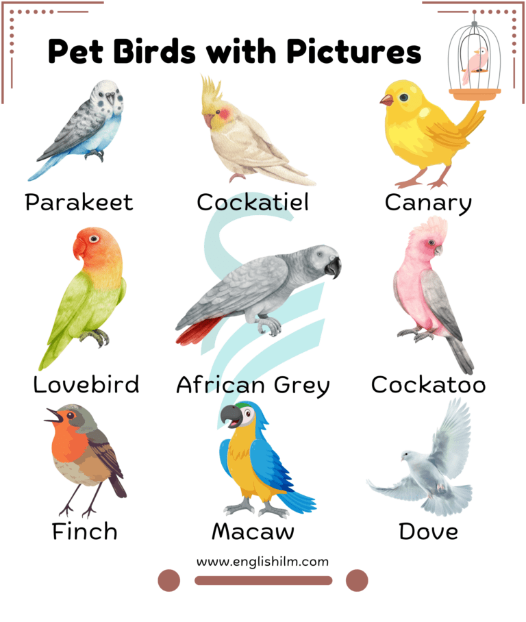 Bird Names with Pictures | List of Birds and Types of Birds