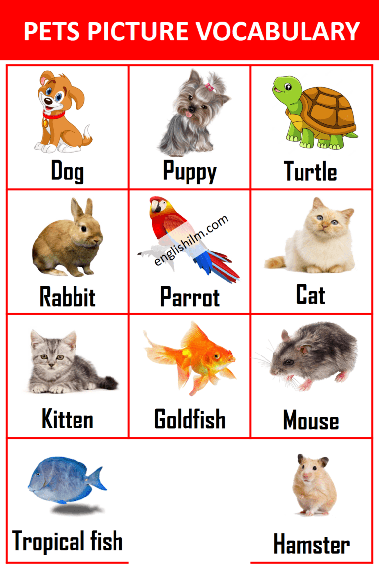 Pet Animals Names in English | Pet Names with Pictures