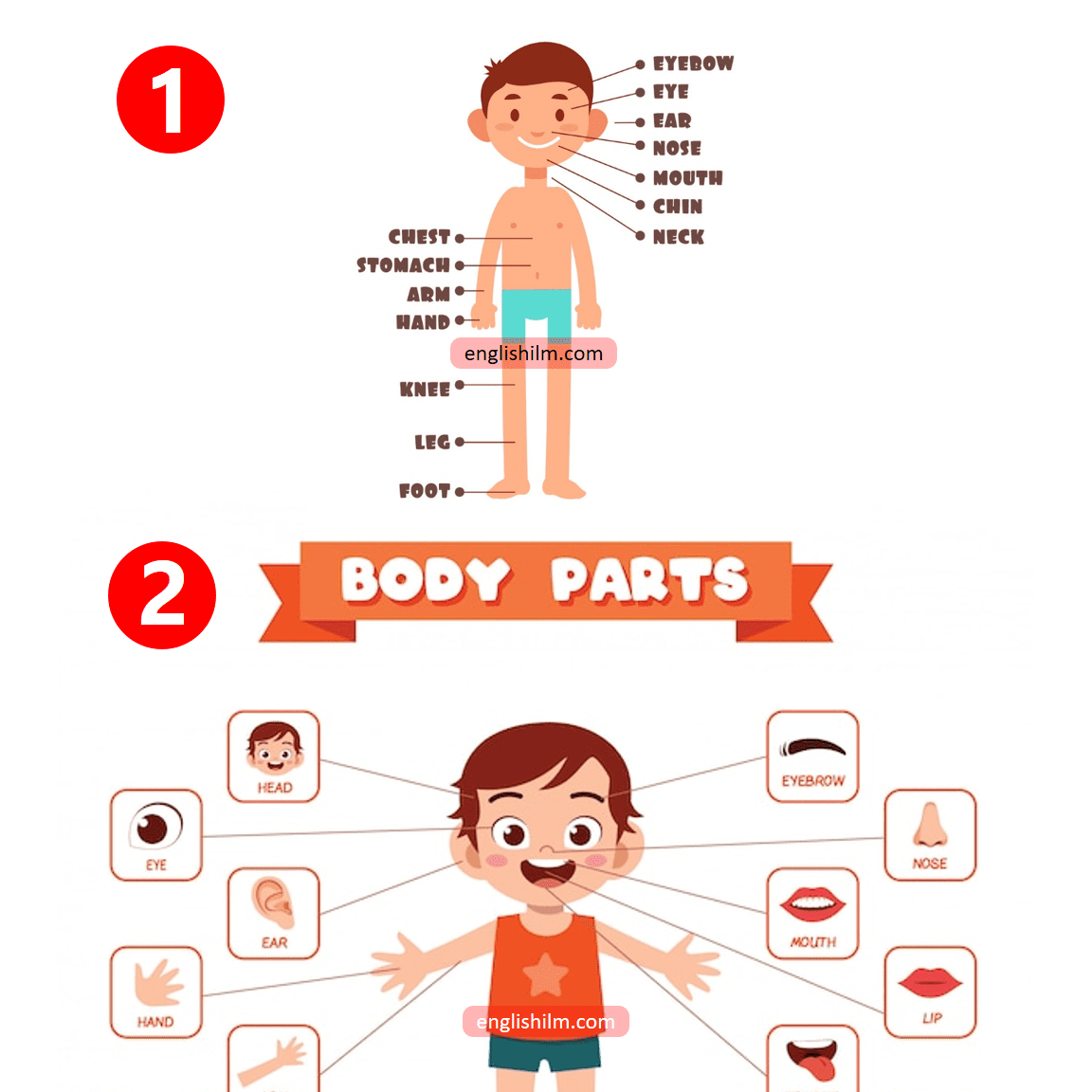 Male Body Parts In English