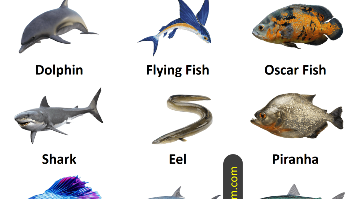 Diffe Types Of Fish Images With Names In English - Infoupdate.org