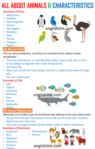 All about Animals & Characteristics With Pictures