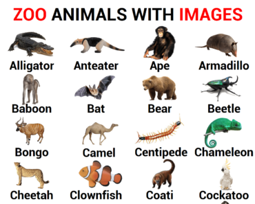 Zoo Animals Names in English with Pictures | Zoo Animals