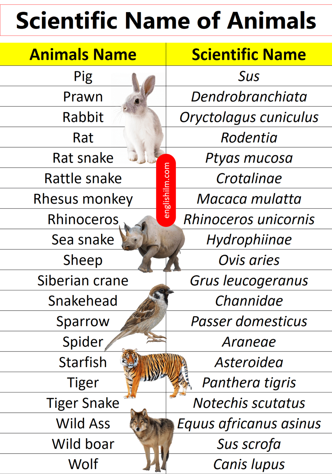 100+ Scientific Names of Animals in English | Scientific Names