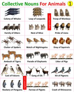 Collective Nouns For Animals In English • Englishilm