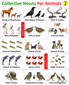 Collective Nouns For Animals In English • Englishilm