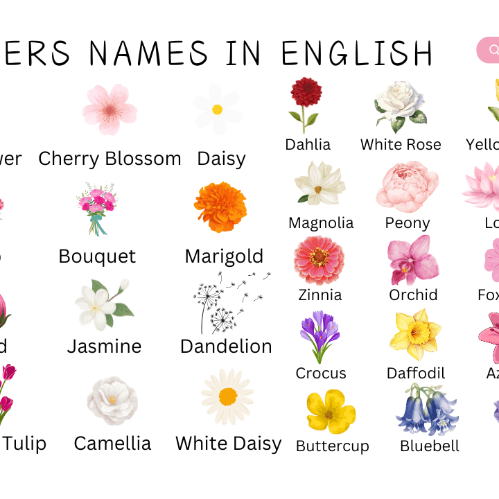 Pink And Yellow Rose Flowers Images And Names In English - Infoupdate.org