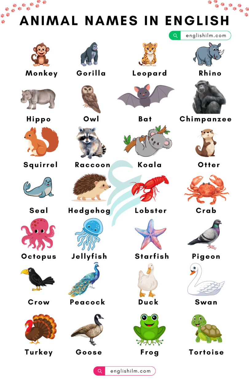 Animal Names in English with Pictures and Information • Englishilm