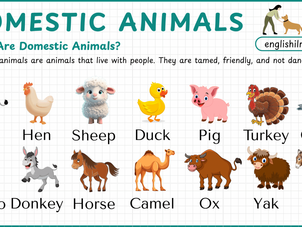 10 Examples Of Domestic Animals