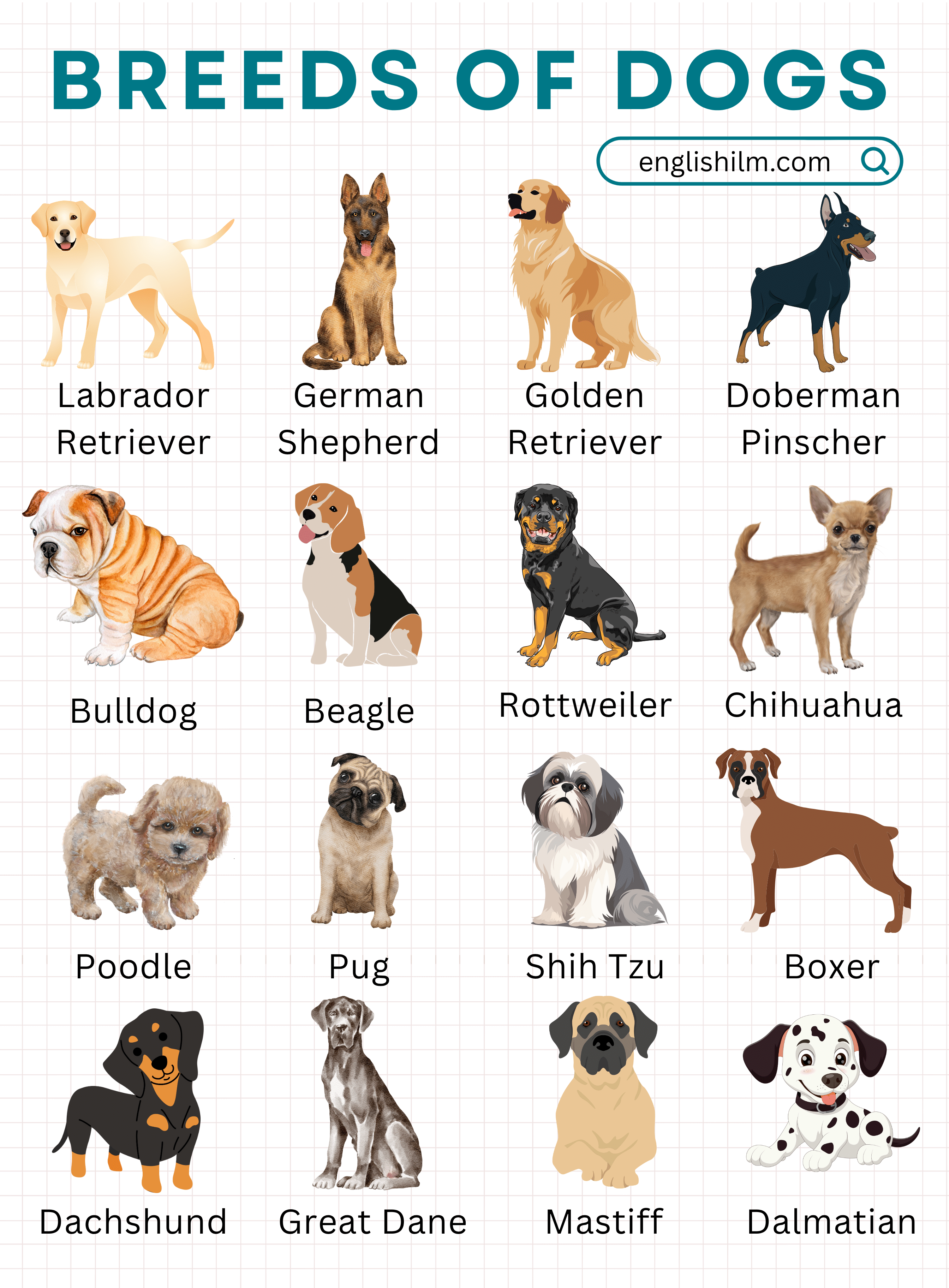 Dog Breeds With Pictures Types Of Dogs Names Englishilm Dog Breeds With Pictures Types Of Dogs Names Englishilm