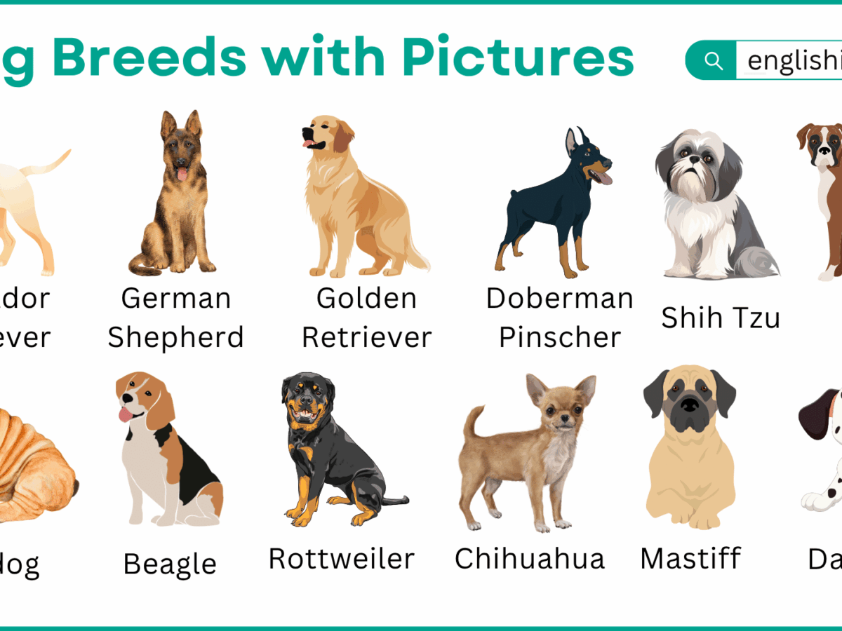 All Kind Dogs