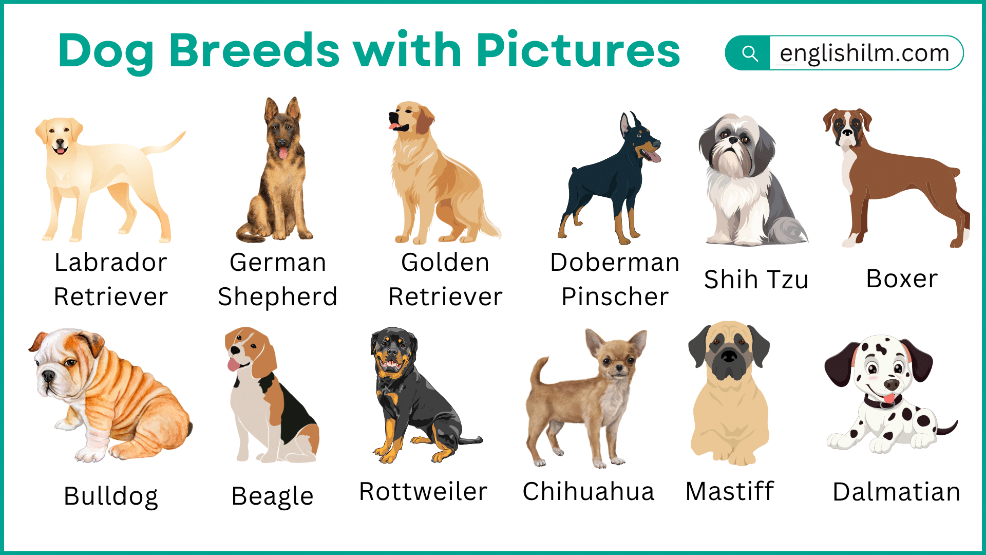 Dog Breeds With Pictures Types Of Dogs Names Englishilm Dog Breeds With Pictures Types Of Dogs Names Englishilm