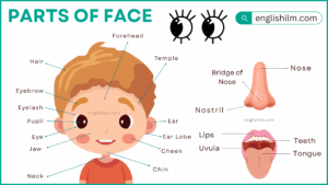 Names of Face Parts with Pictures • Englishilm