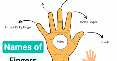 Picture Vocabulary • Learn English Through Pictures • Englishilm