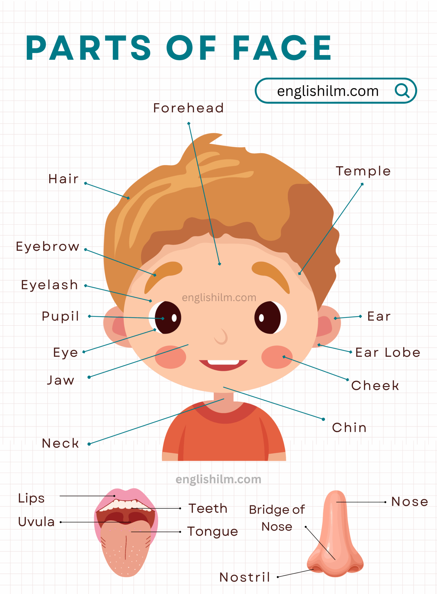 Names of Face Parts with Pictures • Englishilm