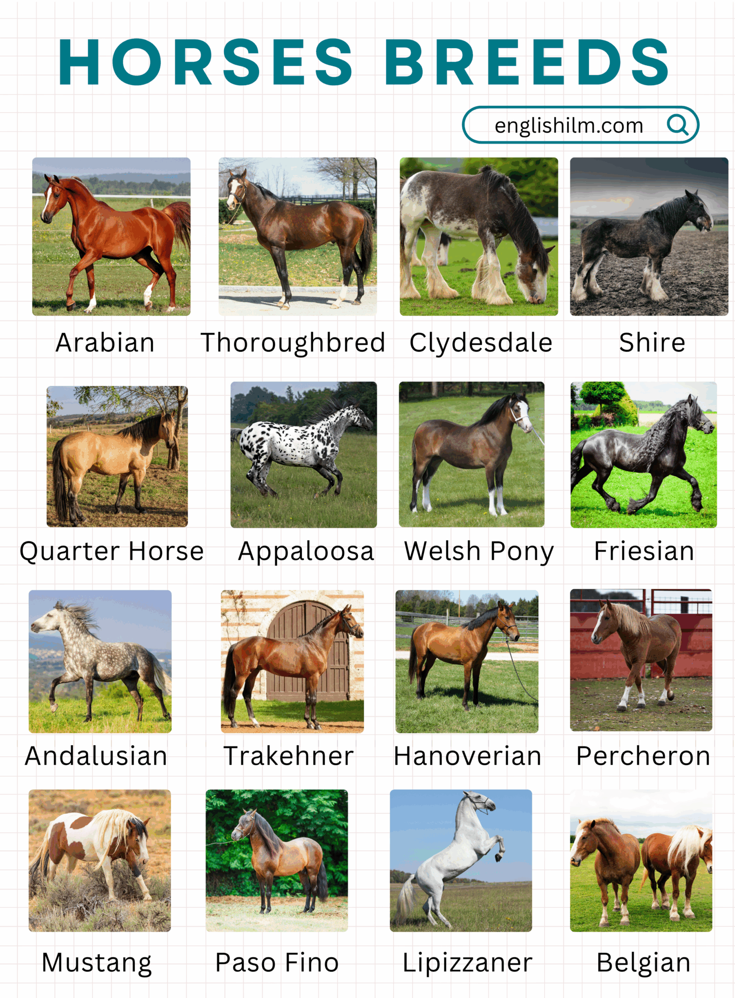 All Types of Horses and Their Breeds With Pictures • Englishilm